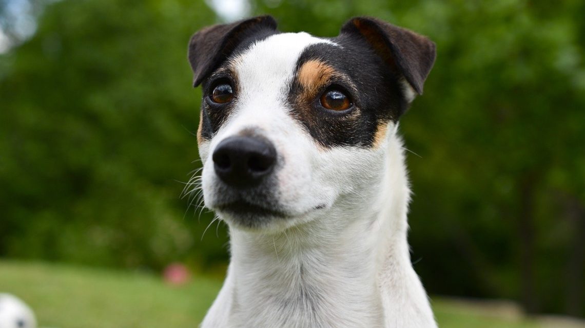 Caractère - Jack Russell Terrier